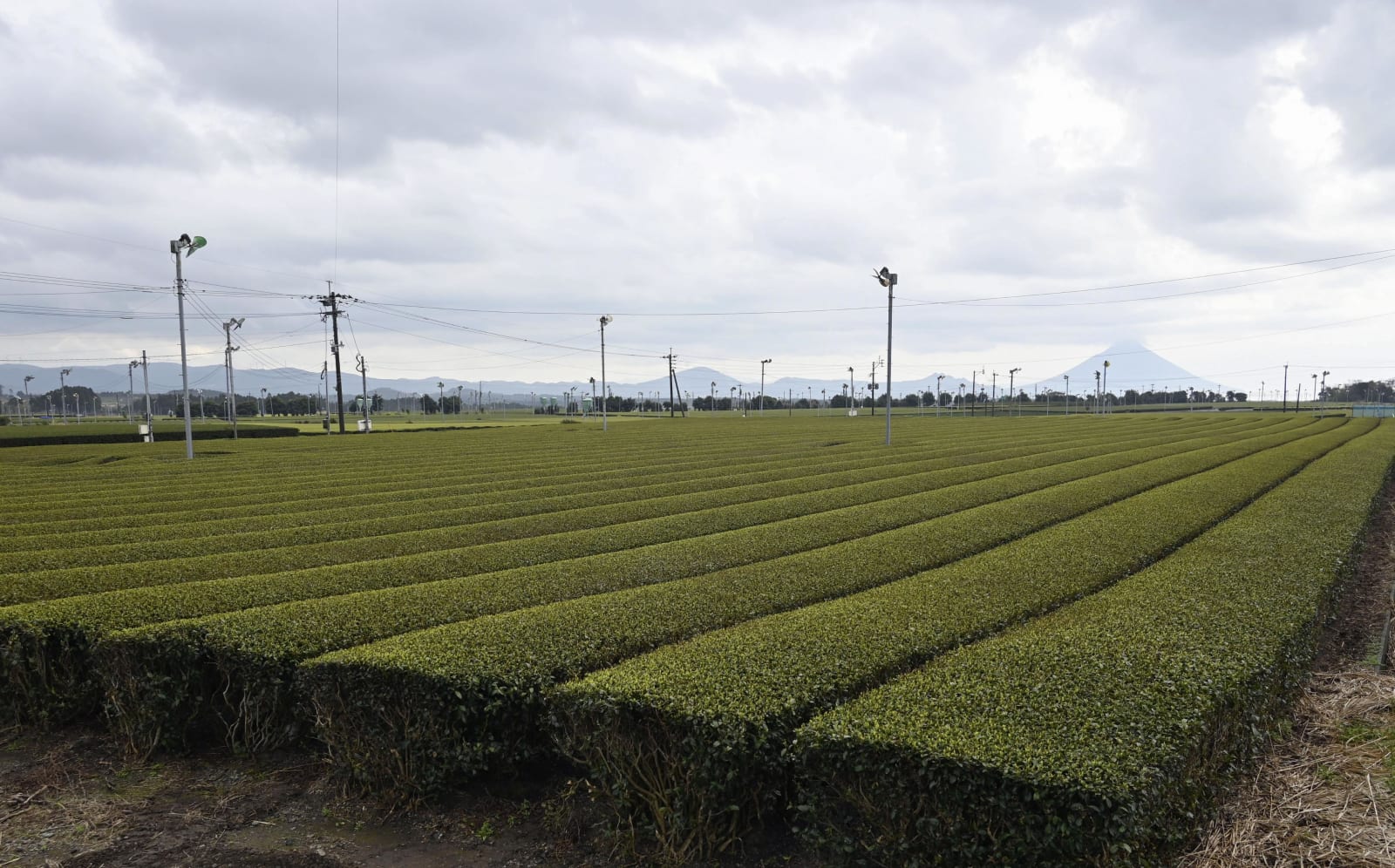 Japan's green tea exports reach highest level in over 70 years