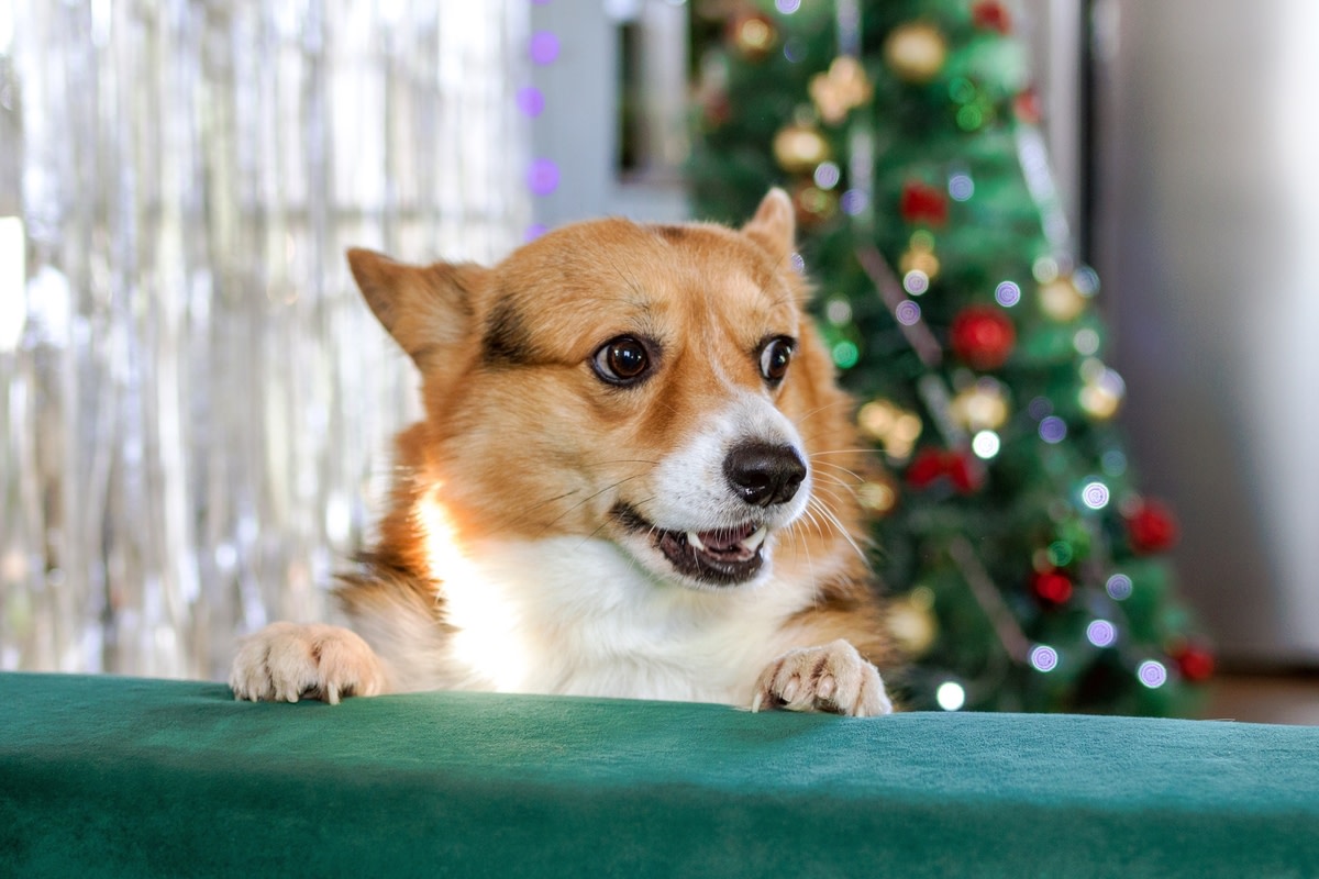 Corgi finds his Christmas gift early under the tree and decides he ...