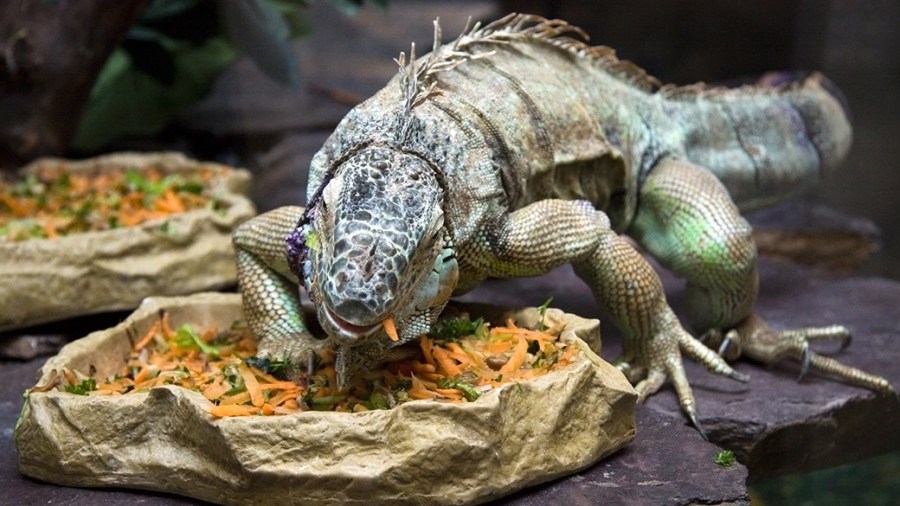 Reptile Adventure Zoo opens in Sioux Falls