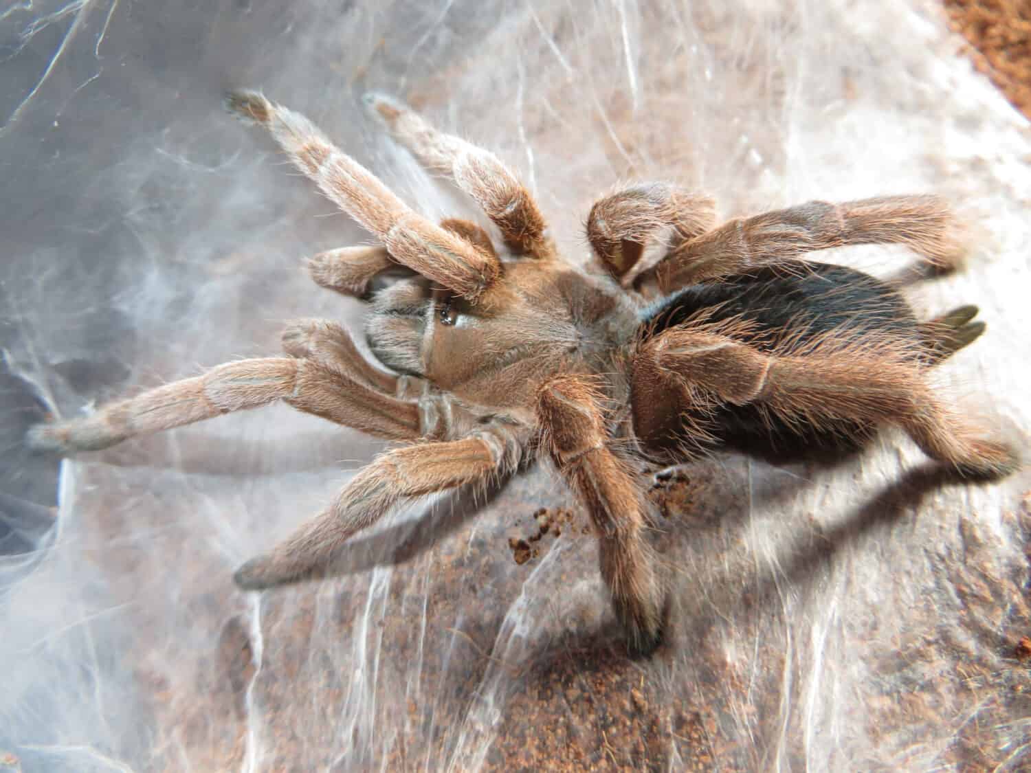 The complete list of tarantula species in Australia and Oceania