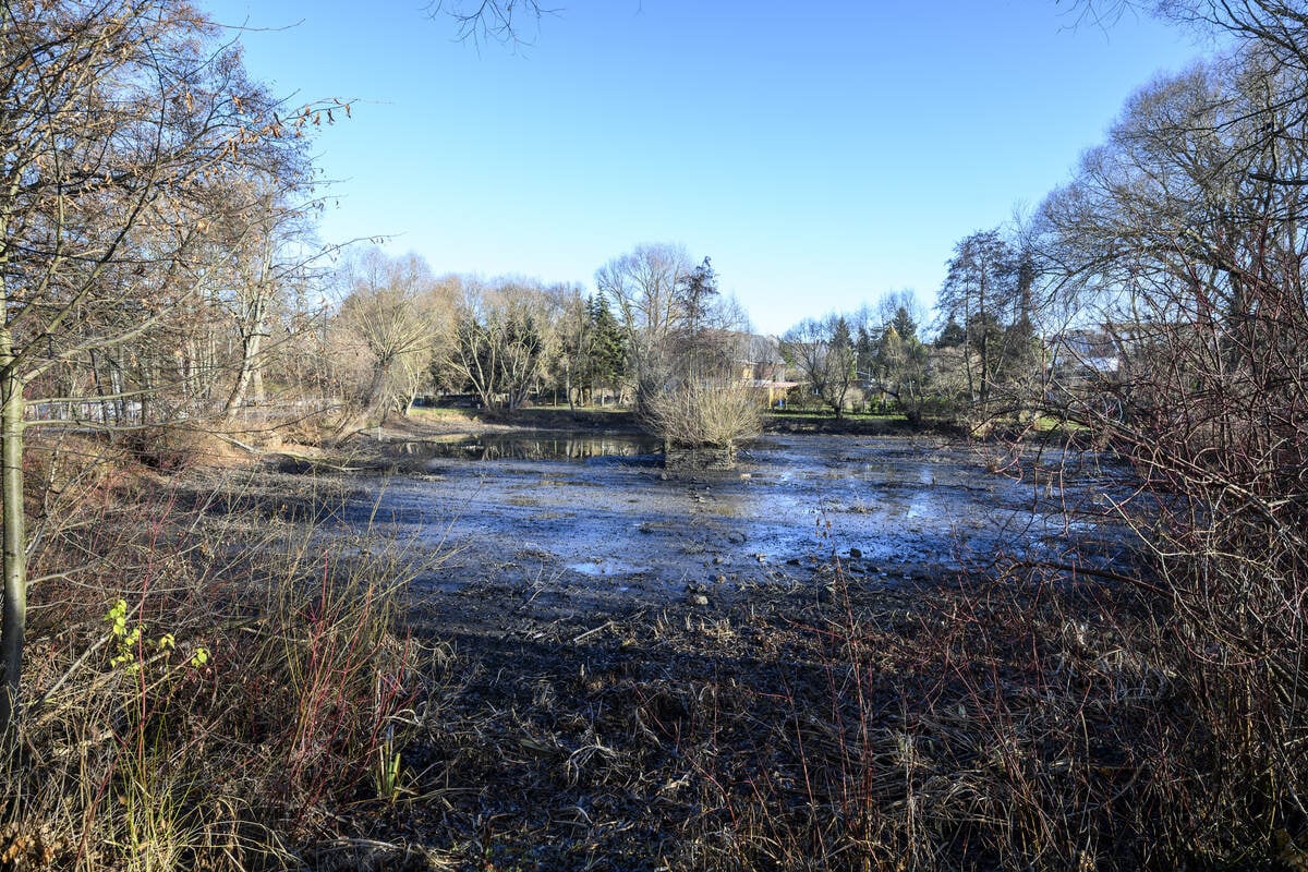 Chemnitz: Wird dieser Teich endlich wieder schön gemacht?
