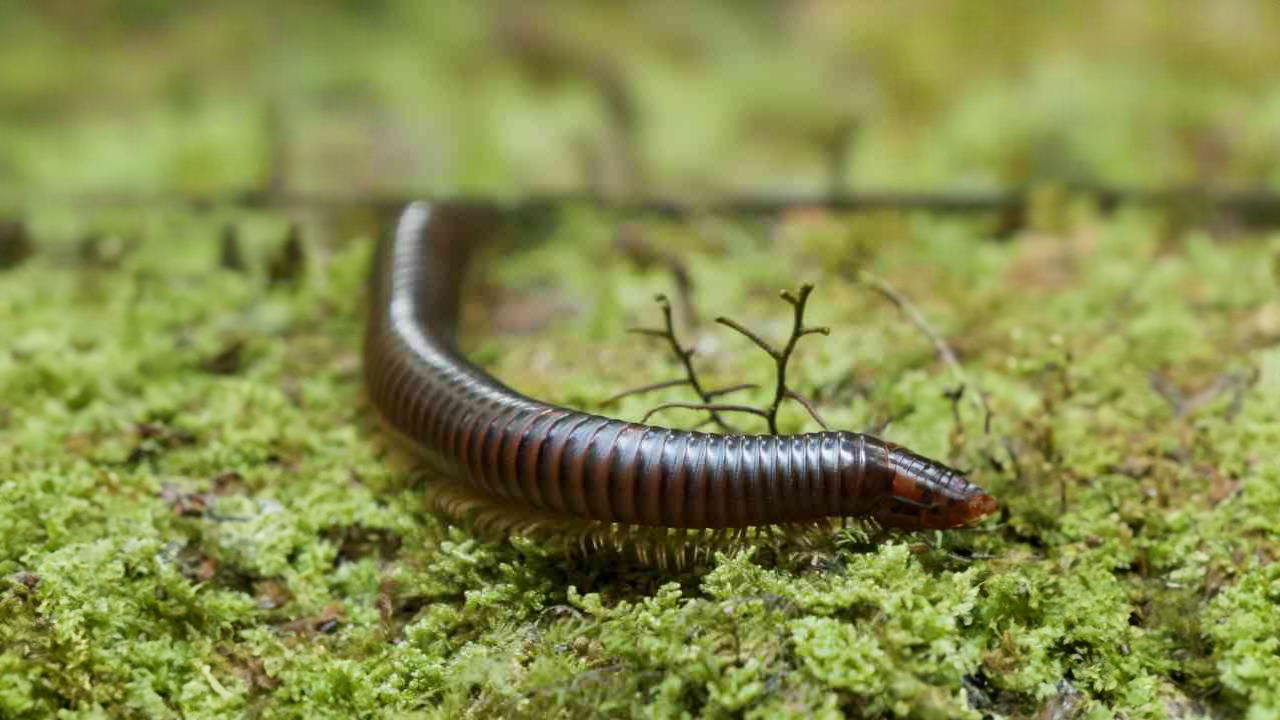 Incredible find: The giant millipede