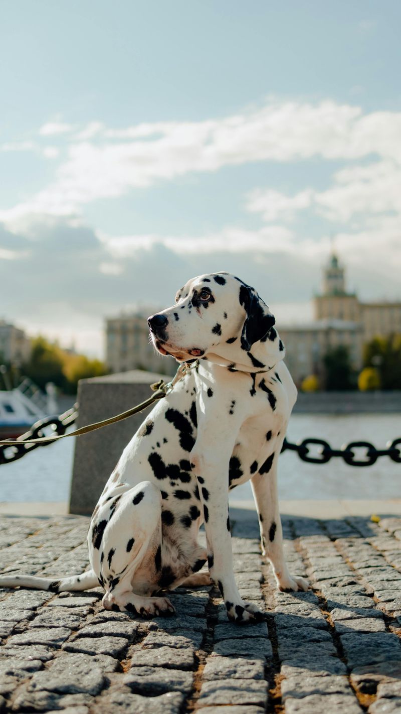 11 posh looking dogs that were actually built for tough jobs