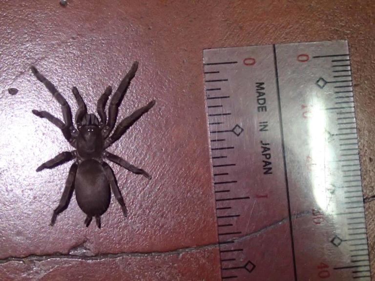 The complete list of tarantula species in Australia and Oceania