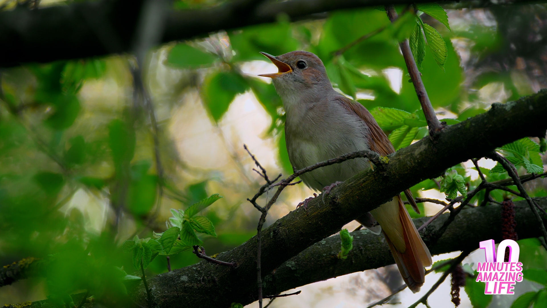 This small bird created an unforgettable forest moment