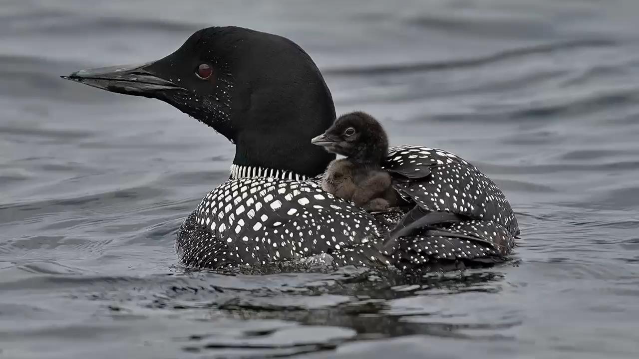 More loons are filling Maine's lakes with their ghost-like calls