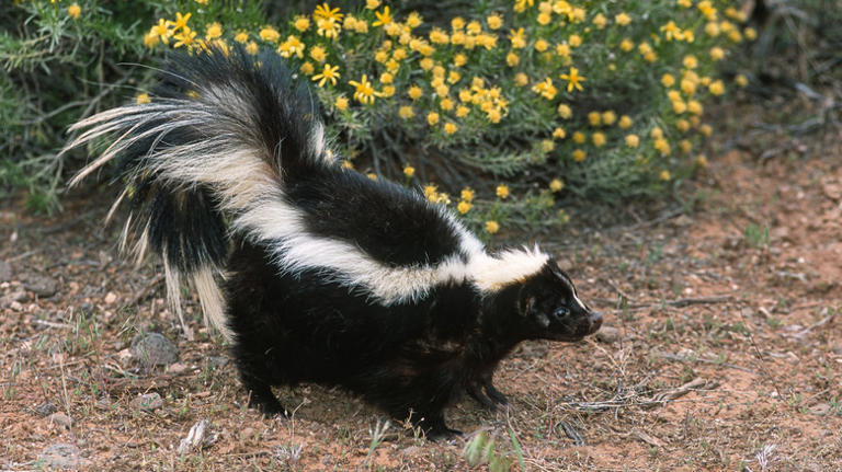 Things that are attracting skunks to your yard