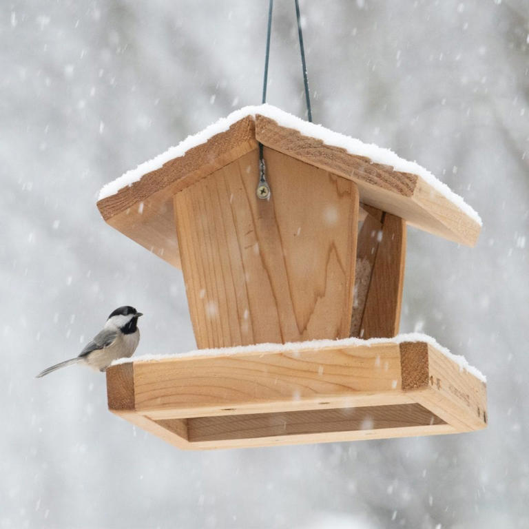 Snowy season visitors: Pennsylvania’s winter feeder birds