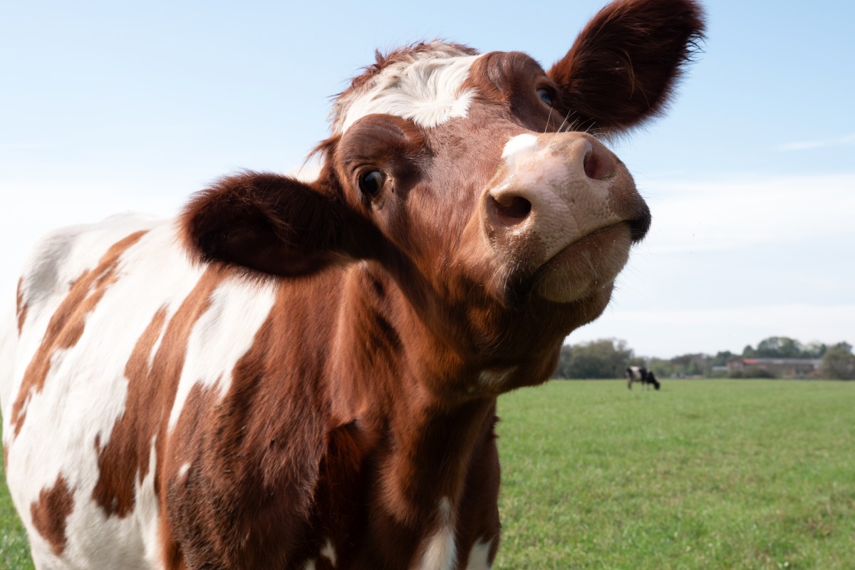 People keep calling unique cow a mythical creature, but he’s just a ...