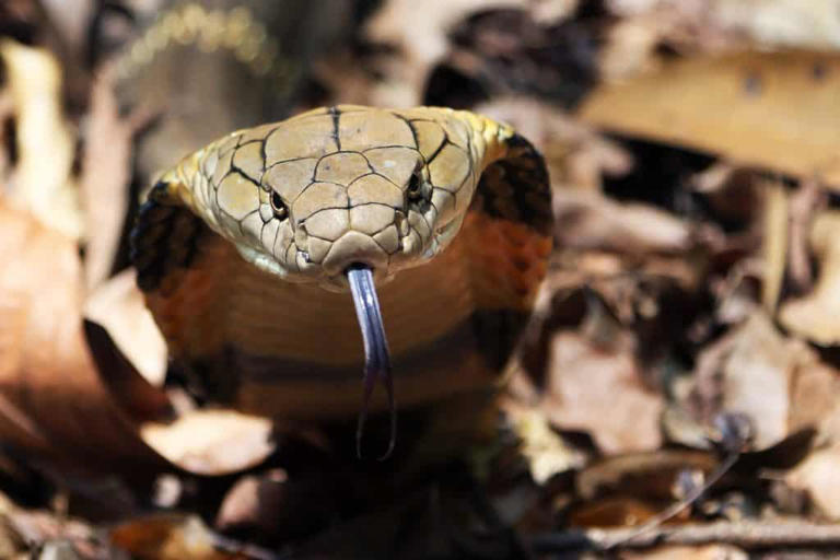 How cobras stay hydrated: A look at snake biology