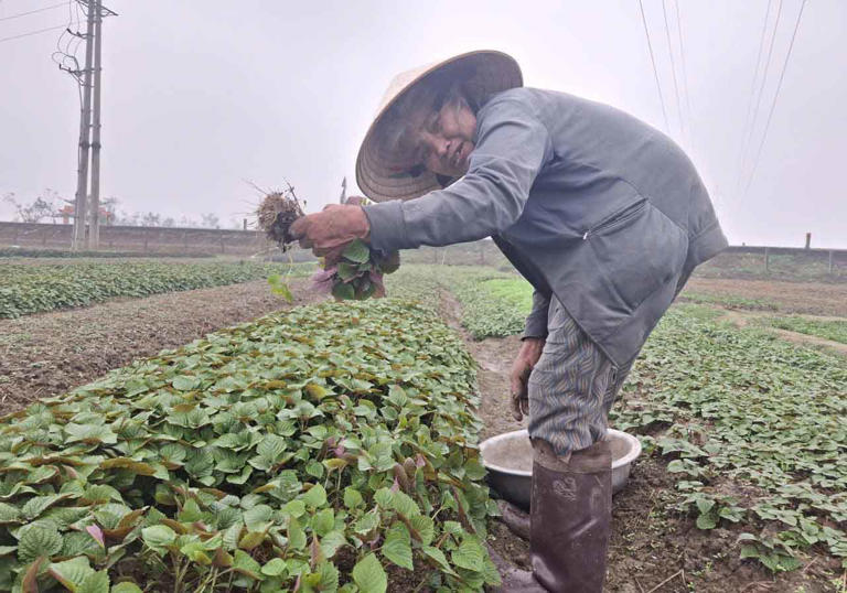 Sau lũ, người dân hạ du hồ Kẻ Gỗ tất bật khôi phục sản xuất