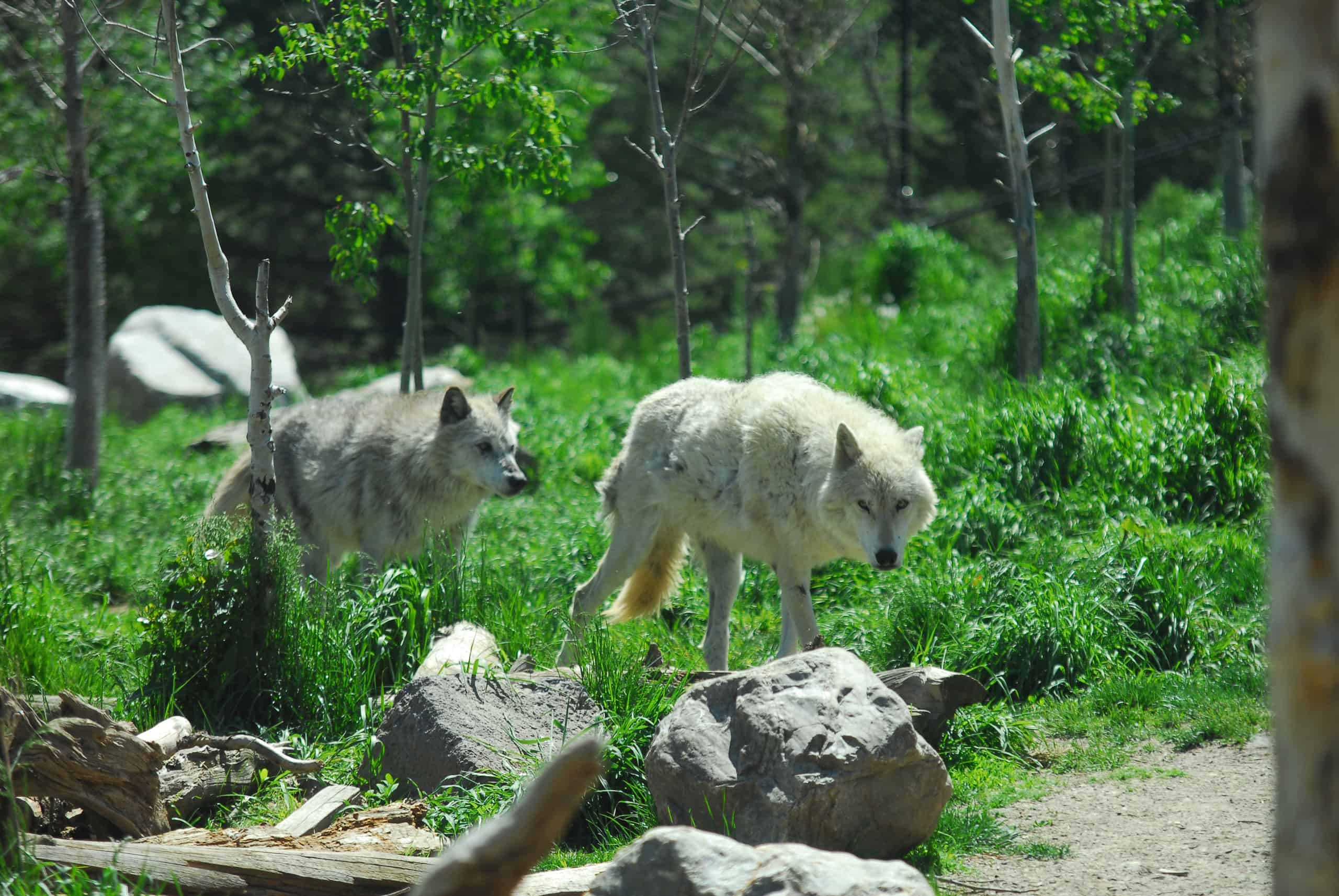 17 animals that form long-term monogamous bonds in the wild