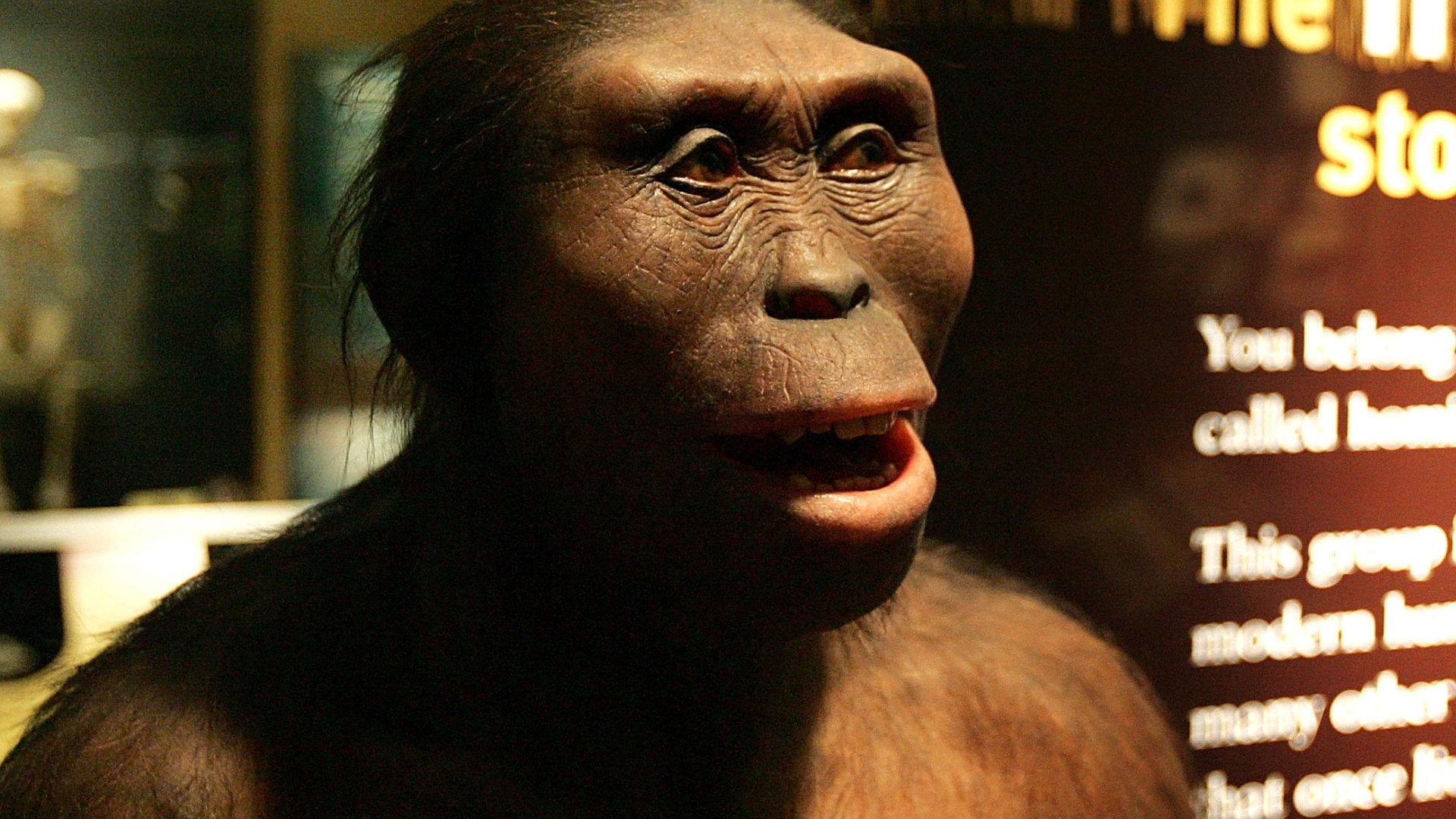 Neufund aus der Urzeit: Fuß könnte Lucys Ruhm übertreffen
