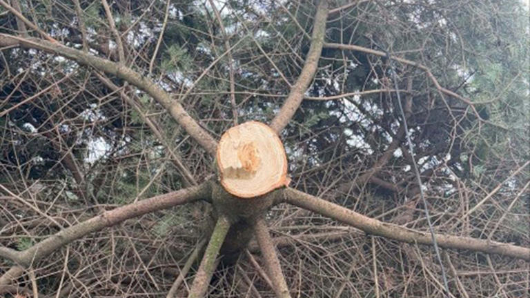 Two men arrested after Christmas tree cut down hours after lights switch-on