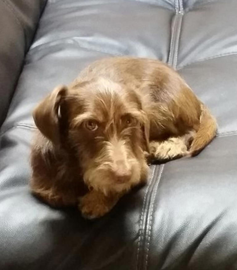 In 'Christmas miracle,' missing dog is found 5 years later, 2,300 miles ...