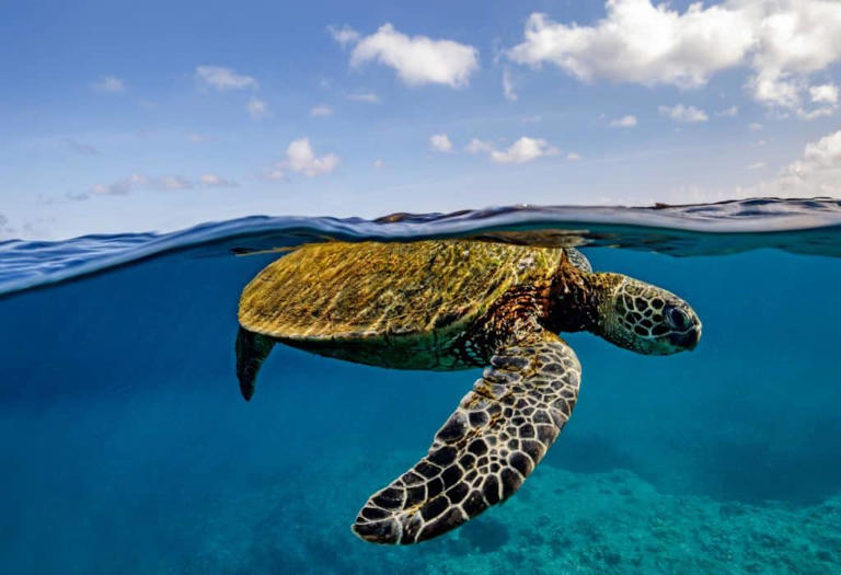 The remarkable underwater sleep habits of turtles