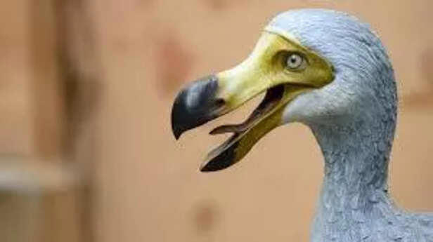 Why did the dodo bird go extinct? Real facts about this flightless bird