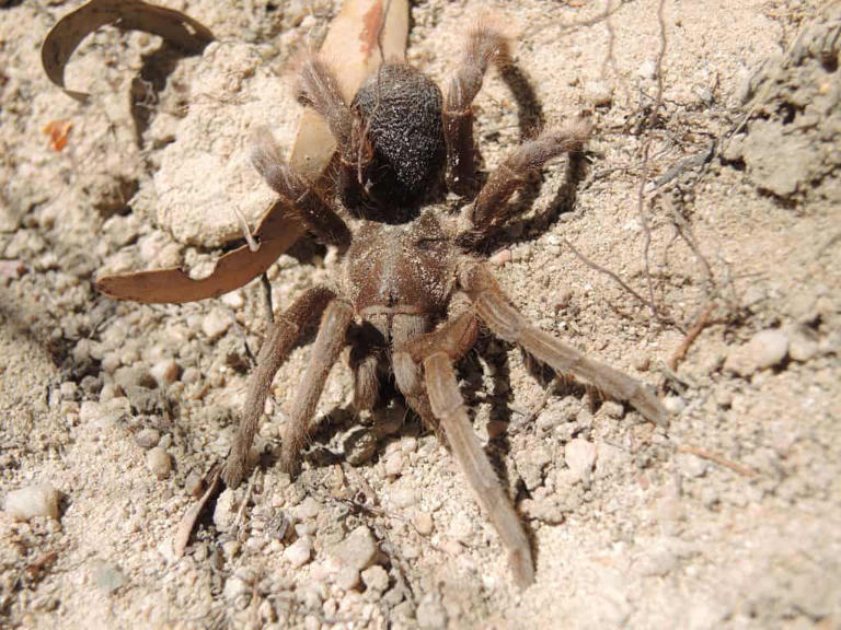 The complete list of tarantula species in Australia and Oceania