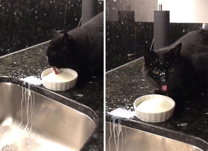 37 times cats made a mess when eating and owners just had to share pics