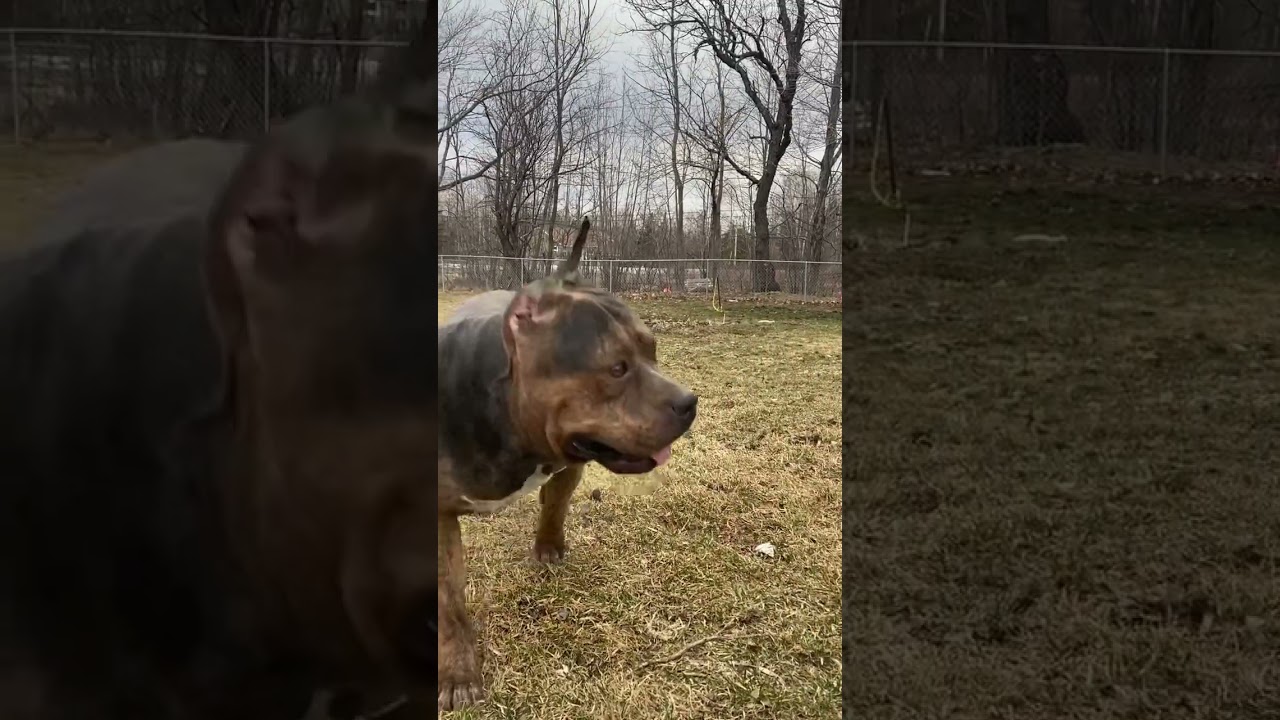 Pit bulls attempt breeding right before owner’s eyes