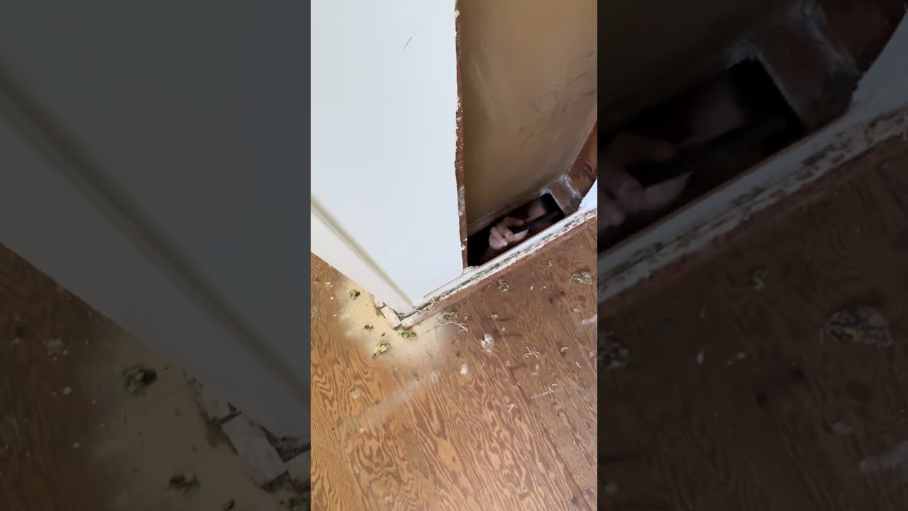 Anyone know a good exterminator?