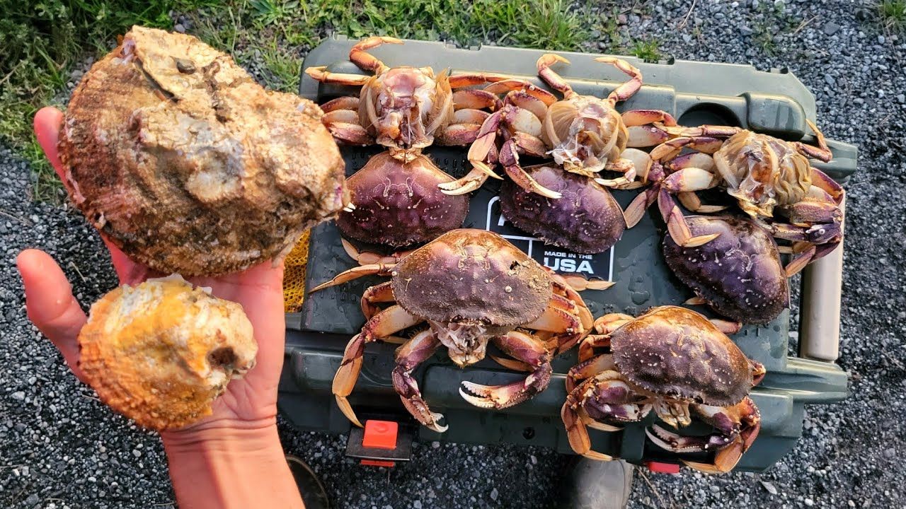 Caught the biggest crab ever! 🦀 | Eating raw scallops