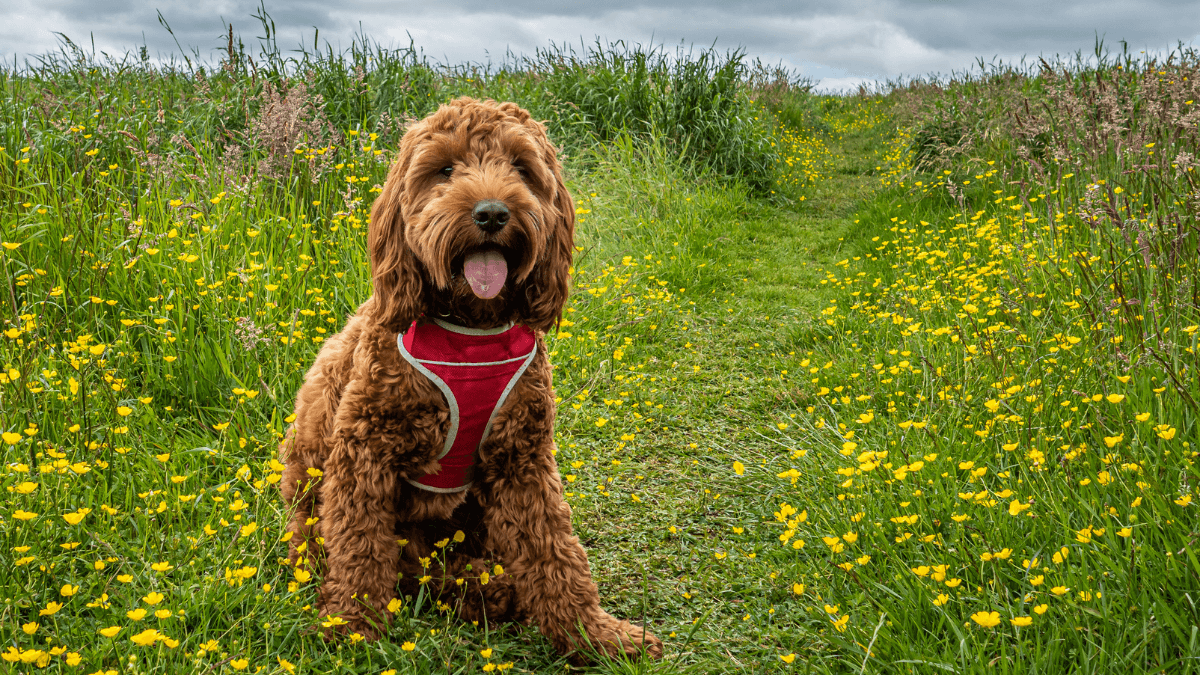 How much exercise do cockapoos need?