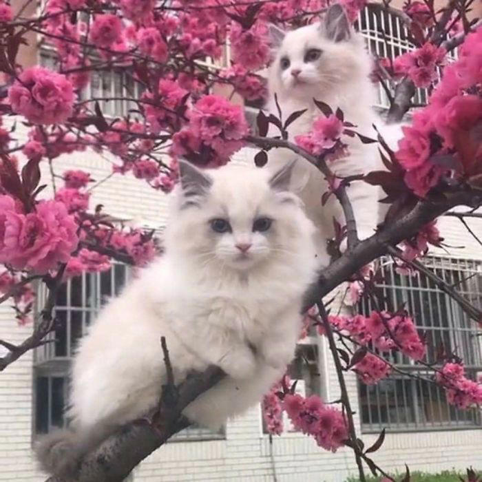 30 pics of birds that just happen to look like cats