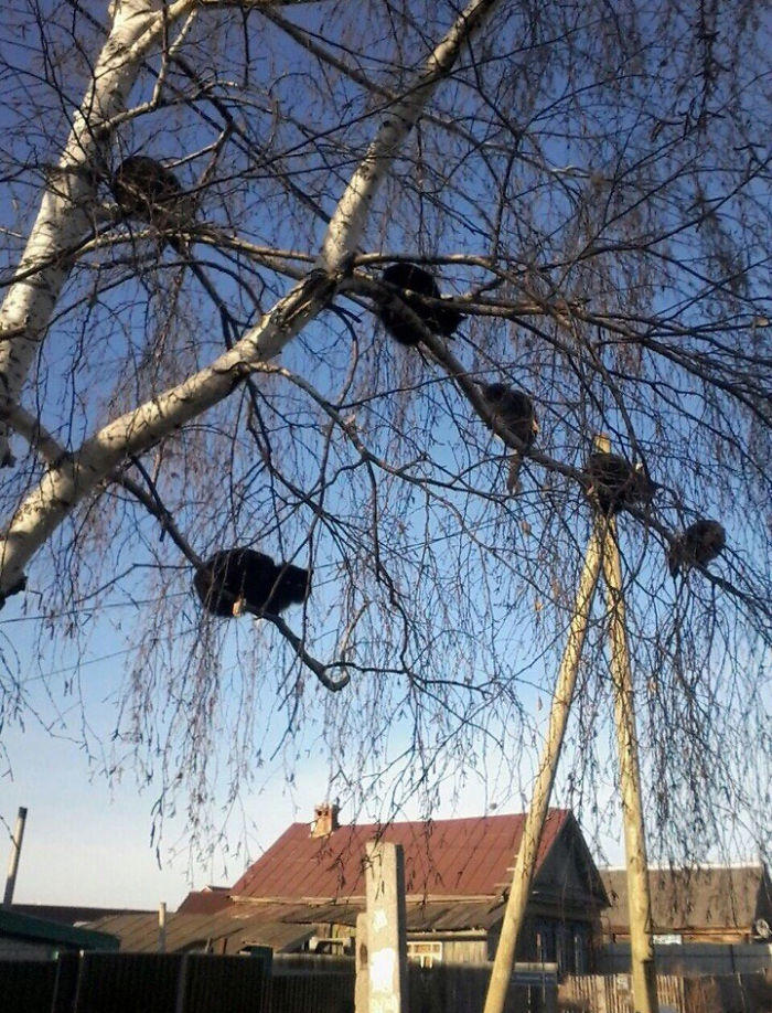 30 pics of birds that just happen to look like cats
