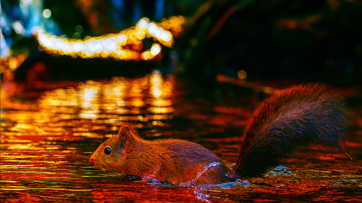 A swimming squirrel’s adventure