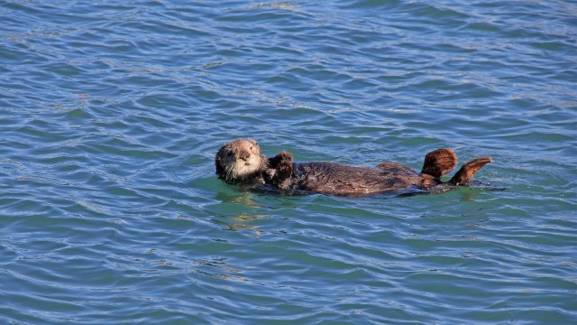 Researchers make disturbing discovery after dead animals wash up on ...