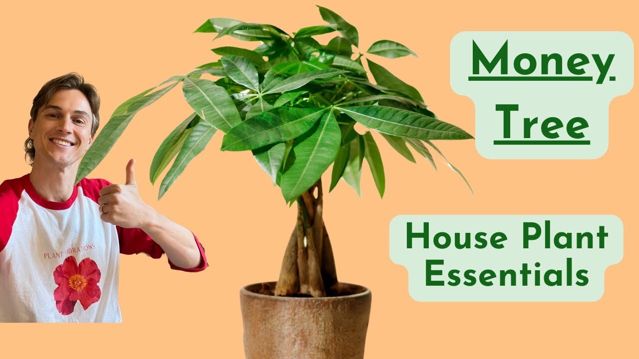 Money tree plant care - how to grow pachira - low maintenance