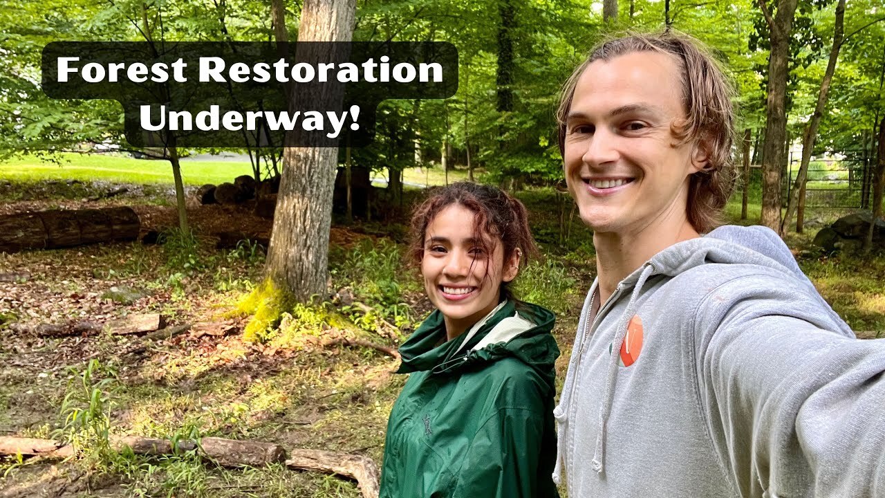 Look what we found! Restoring our forest, removing invasives, planting ...
