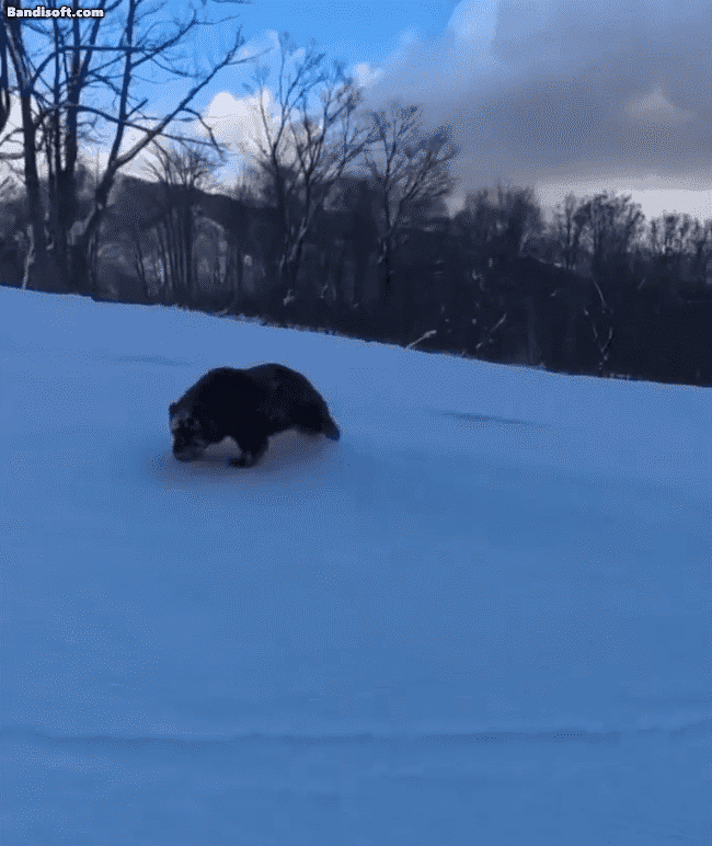 Bear charges snowboarder on Japanese ski slope