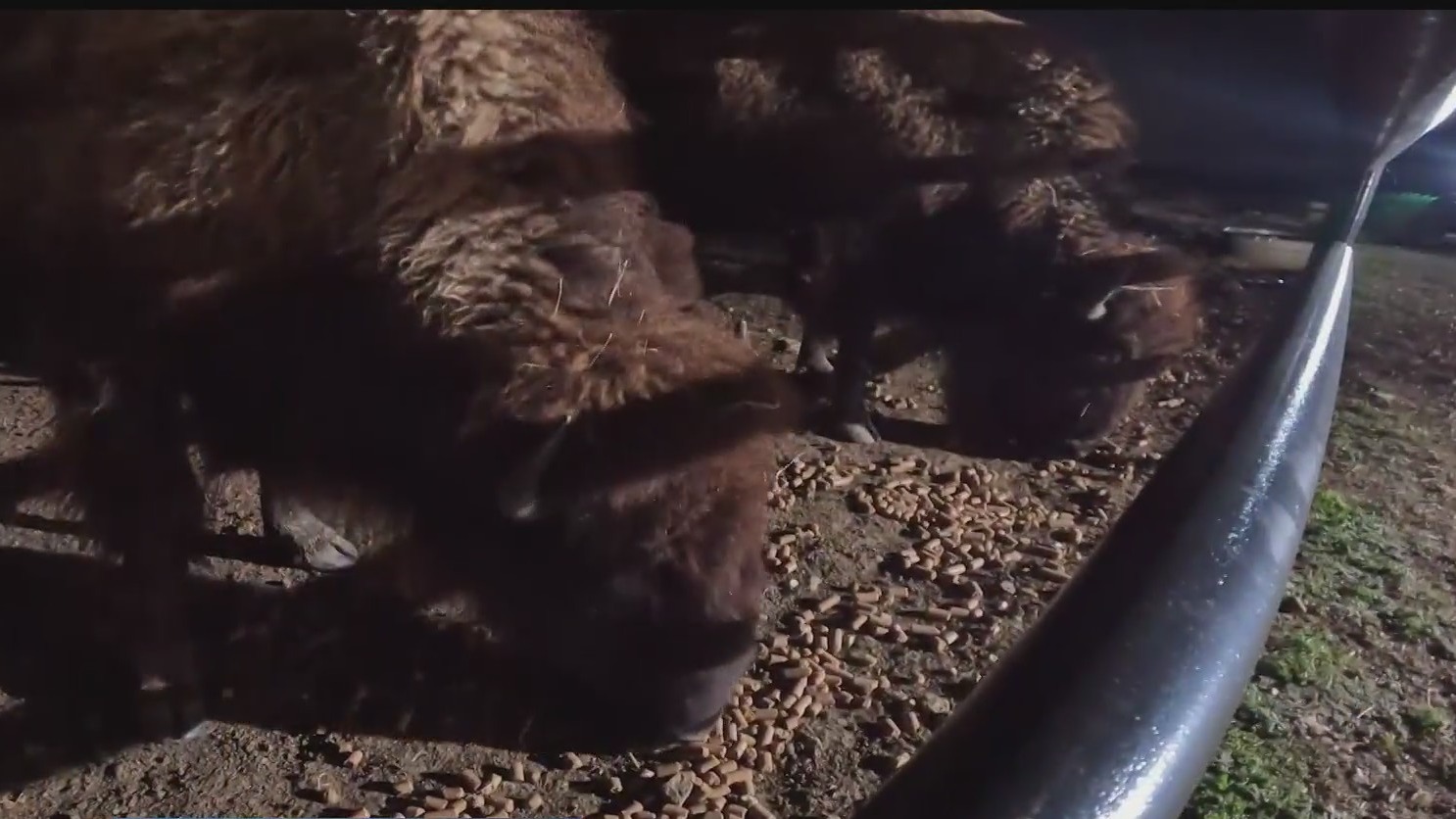 Cook County raises reward in bison killing