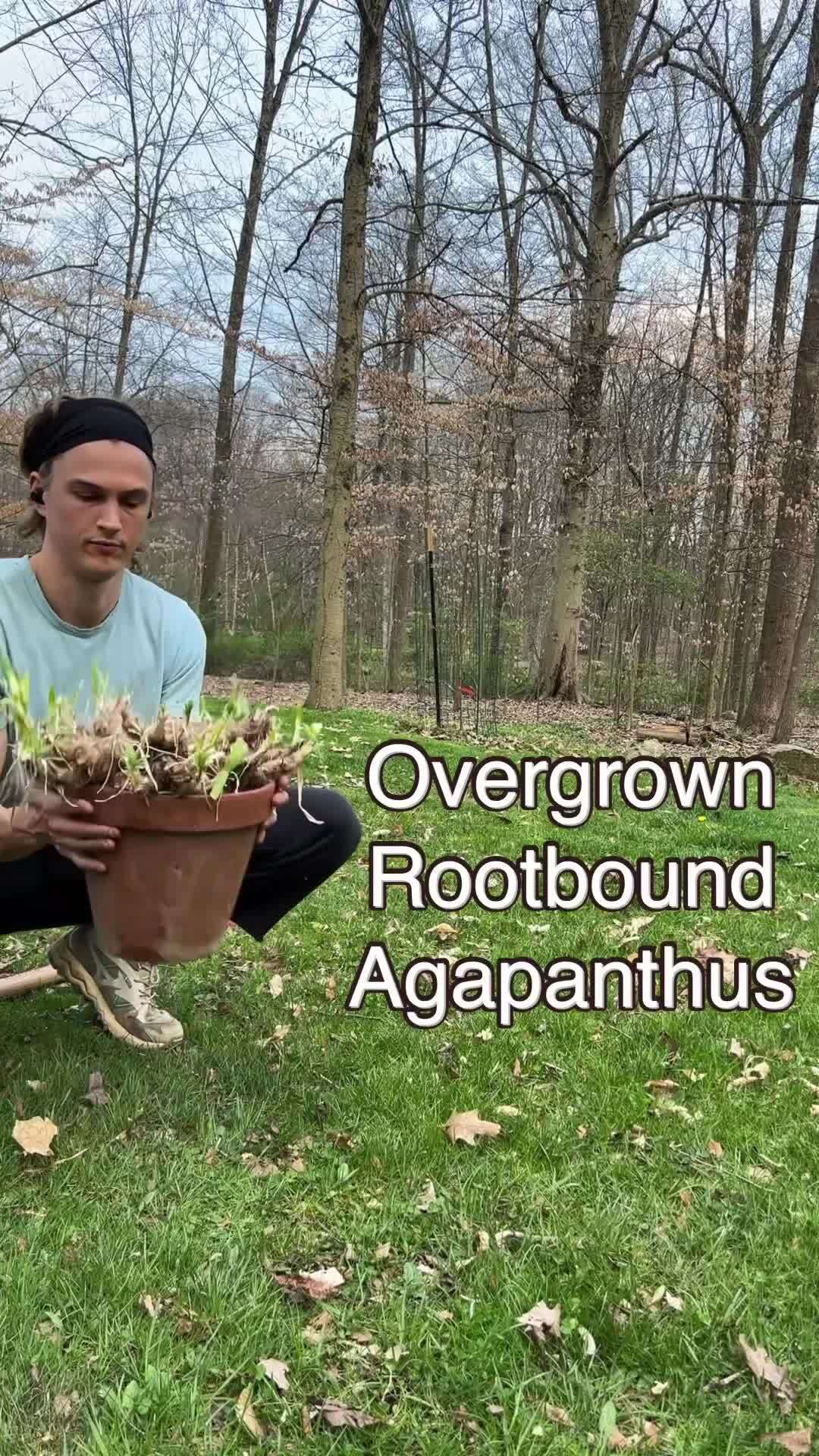 Sometimes you gotta break the pot #gardening #rootbound #roots