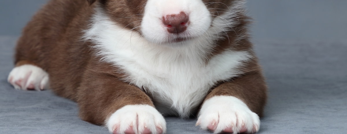 Cardigan corgi is so cute people thought he was a stuffed animal