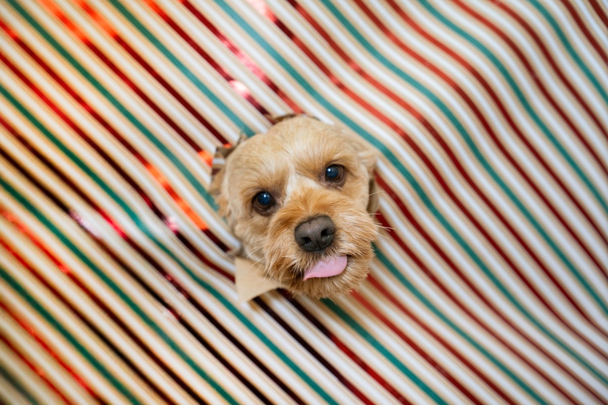 TikTok’s wrapping-paper dog photo trend is all over the internet