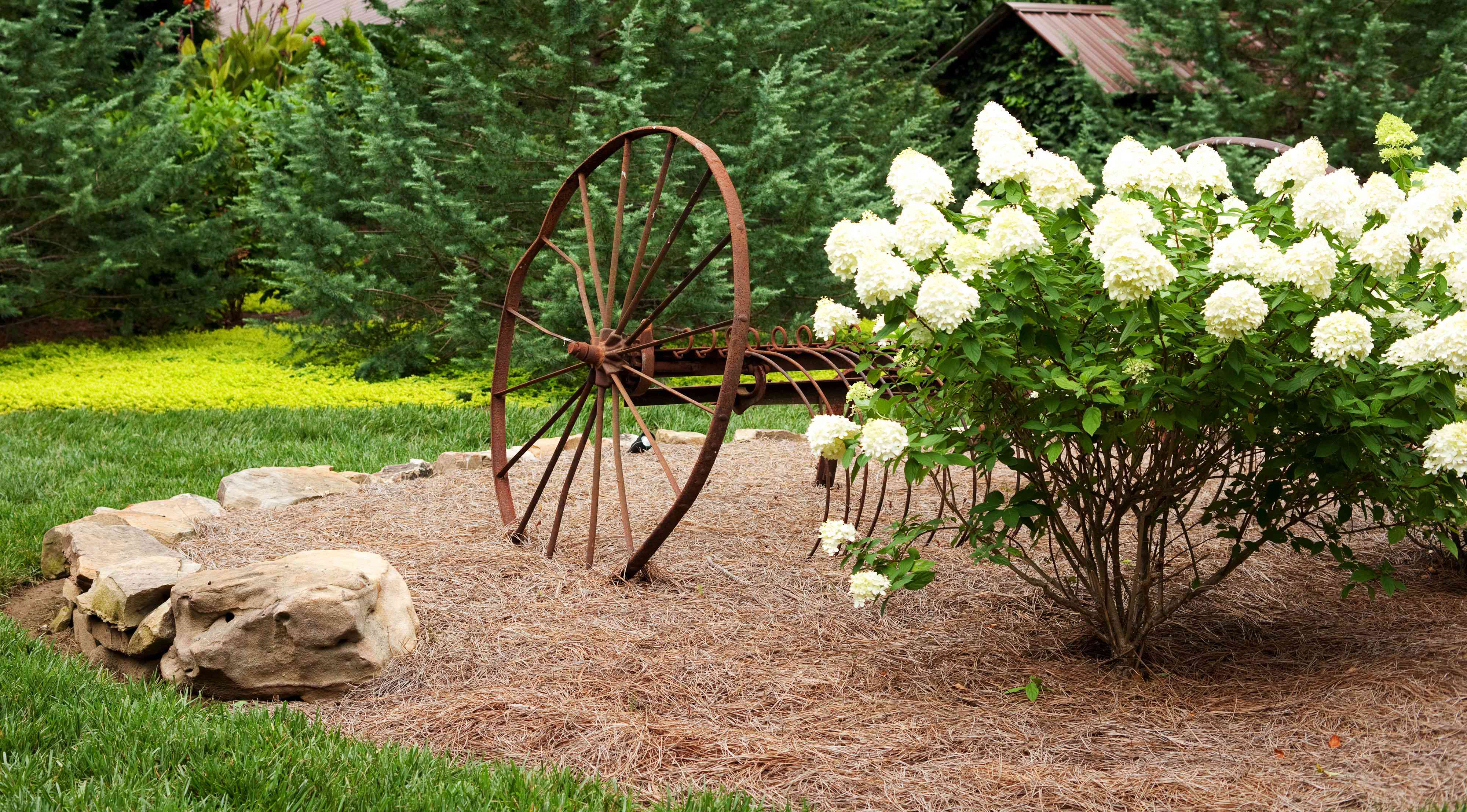 What pine needles really do to your garden soil
