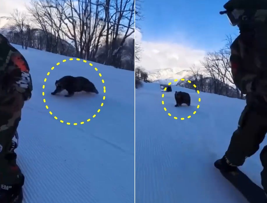 Bear charges snowboarder on Japanese ski slope