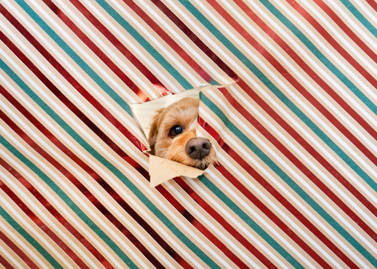 TikTok’s wrapping-paper dog photo trend is all over the internet