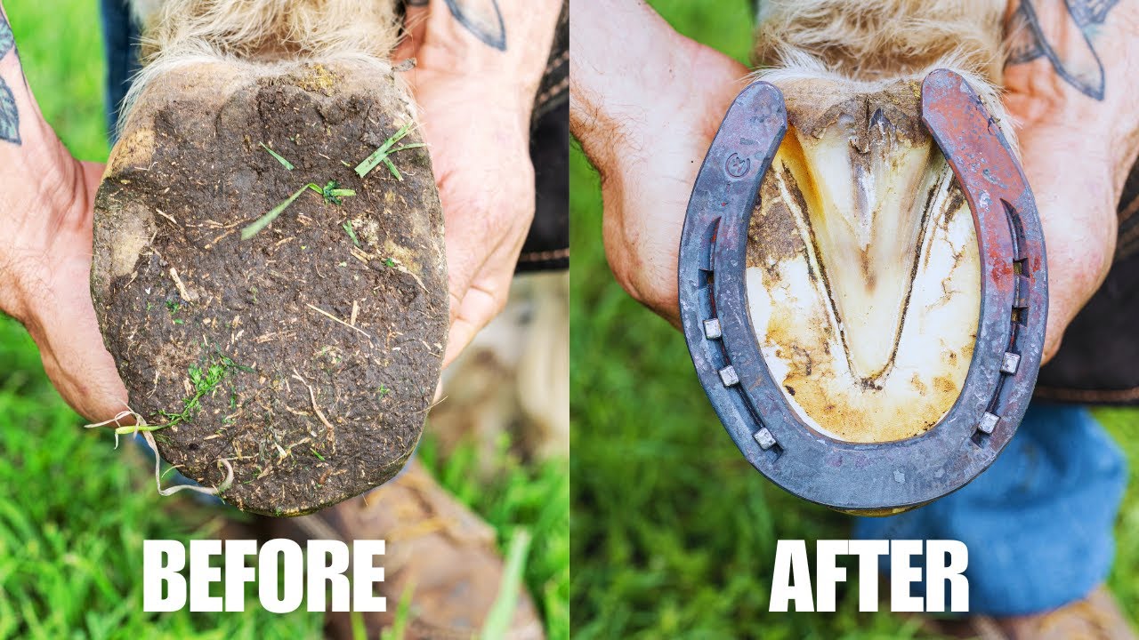 Hoof makeover: a satisfying ASMR journey