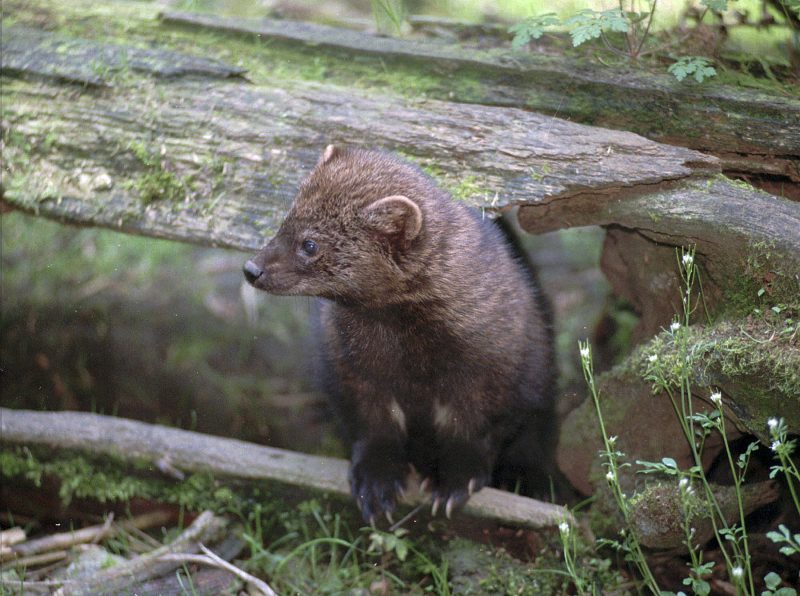 Animal spotted in Ohio for first time in more than a century