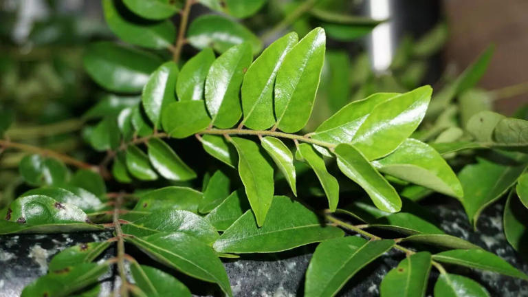 Control blood sugar by chewing curry leaves daily; know benefits, risks ...