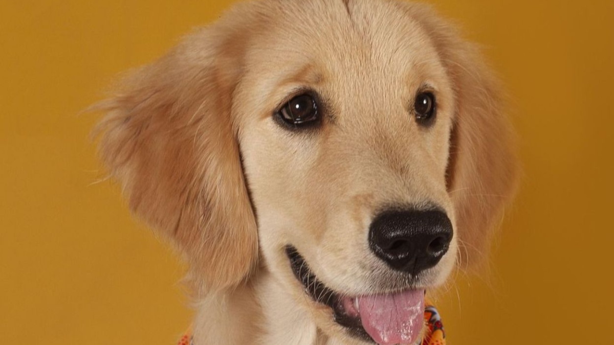 Reasons why your dog is constantly scratching and what you should do