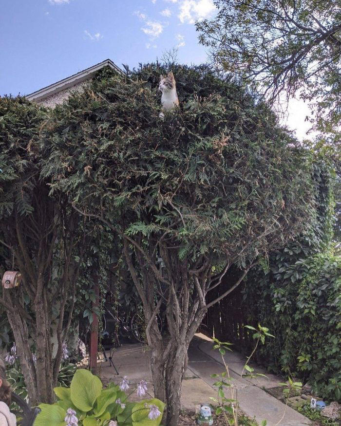 30 pics of birds that just happen to look like cats