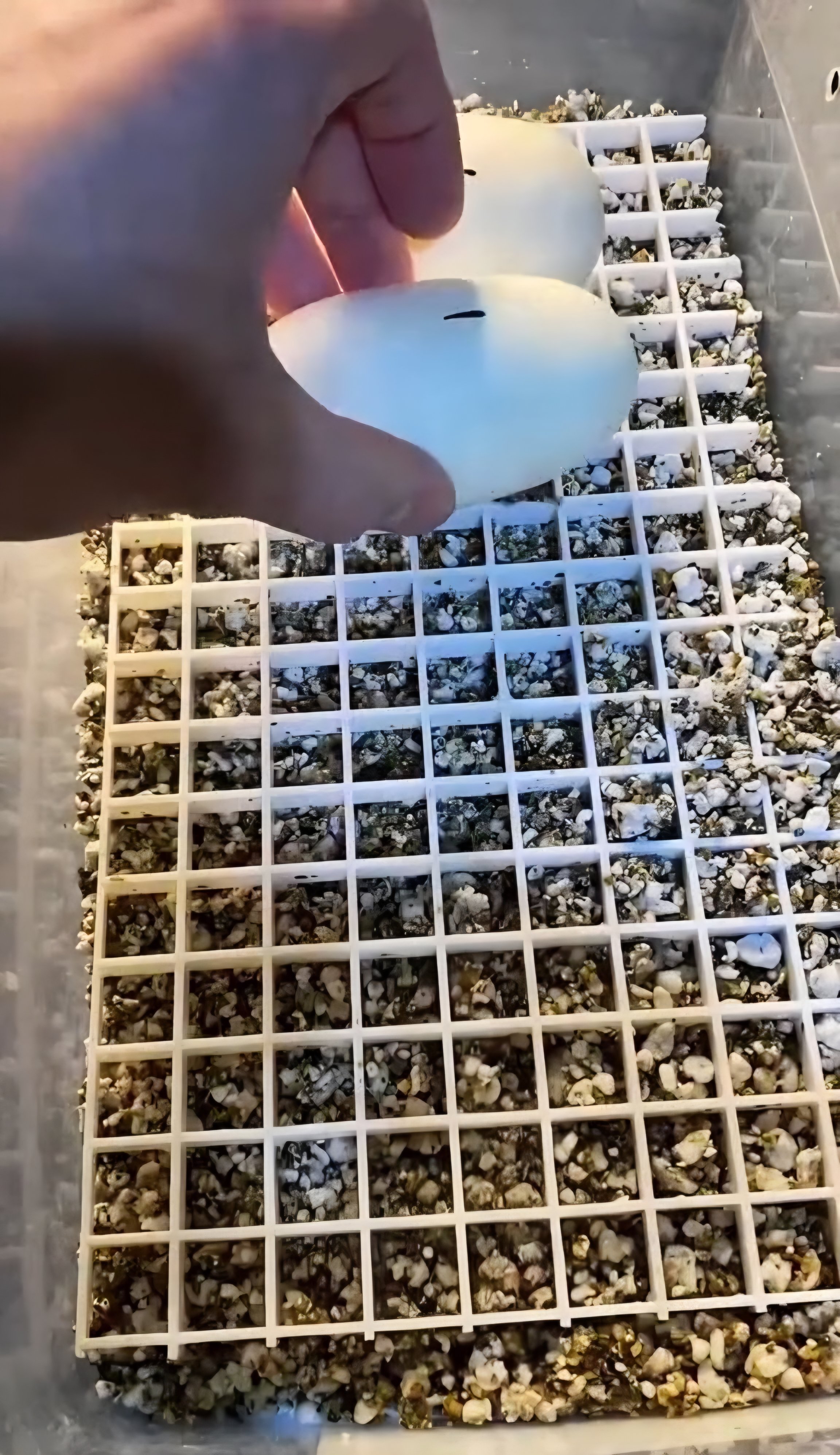 Why do I incubate snakes?