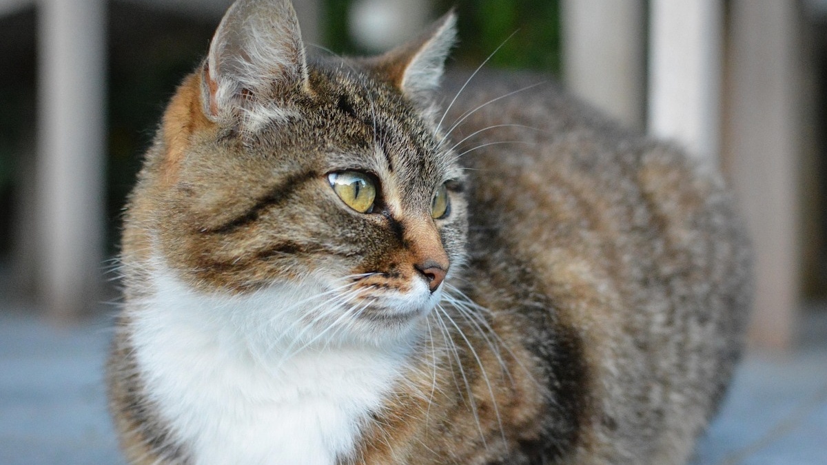 How old is your cat in human years? Here's the answer
