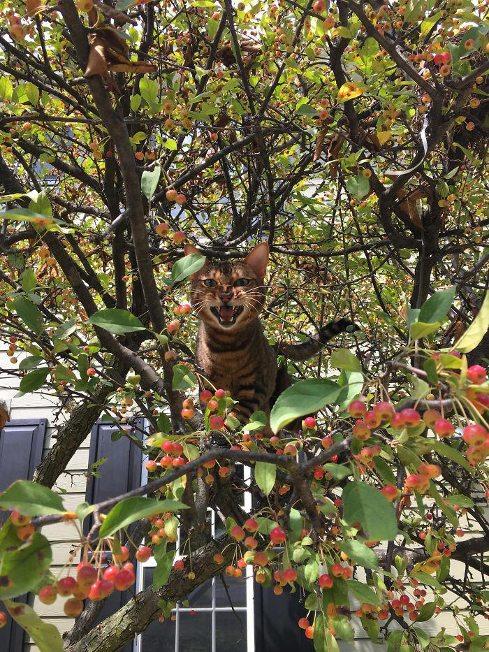30 pics of birds that just happen to look like cats