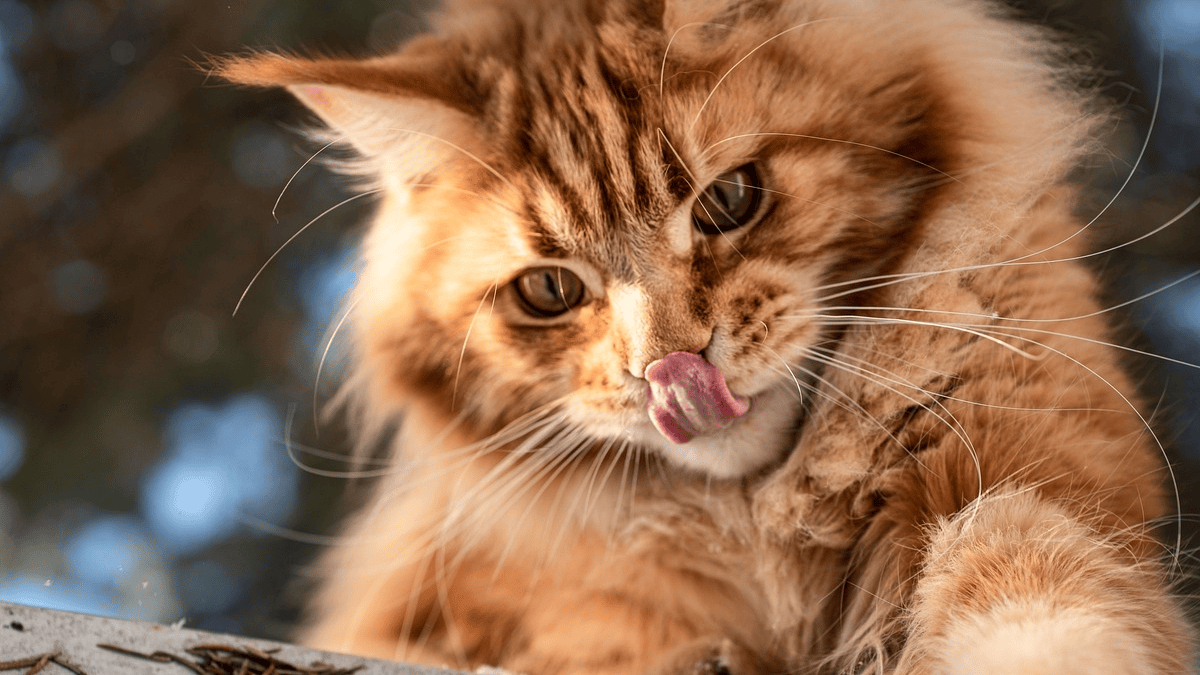 Experts reveal the 6 cat breeds that best suit families